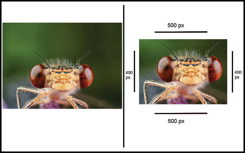 The Complete Macro Photography Guide for Beginners [2020]