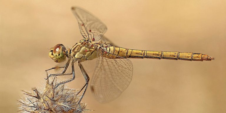 Macro Photography: The Complete Guide for Beginners [2022]