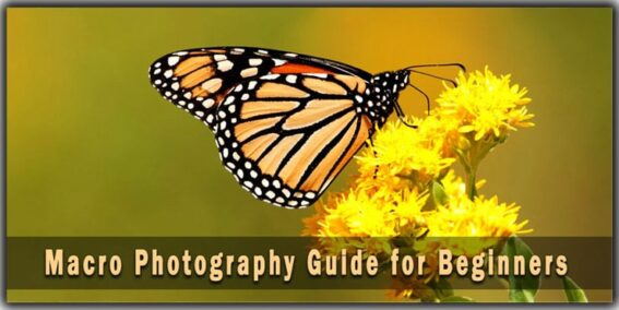 Macro Photography: The Complete Guide for Beginners [2025]