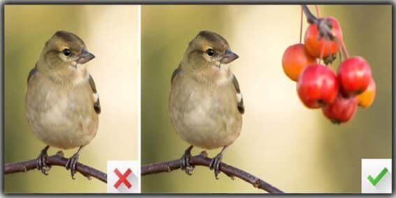 Cropping In Photography - A Beginner's Guide